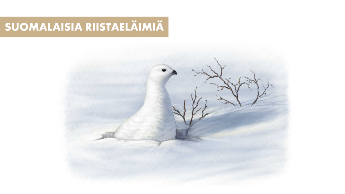 Suomalaisia riistaeläimiä: Riekko